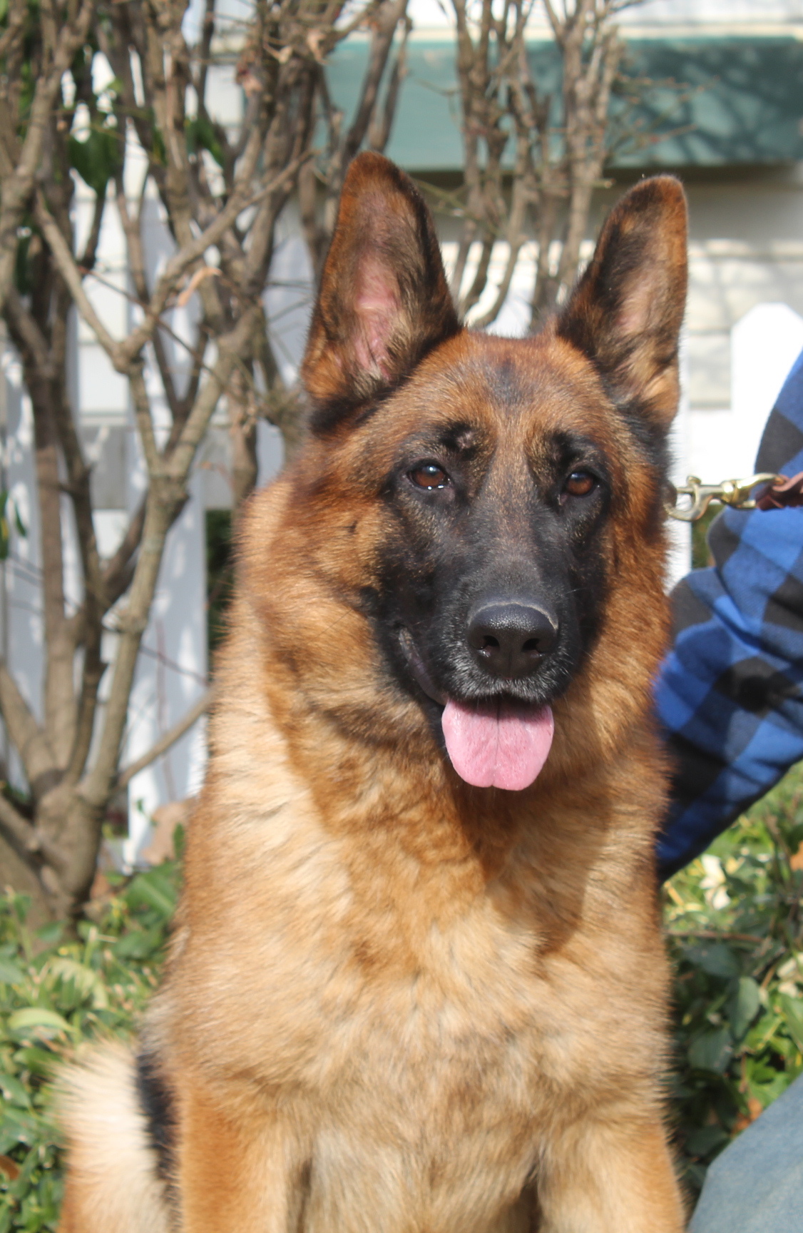 Adult German Shepherd for Sale | Michigan German Shepherds for Sale