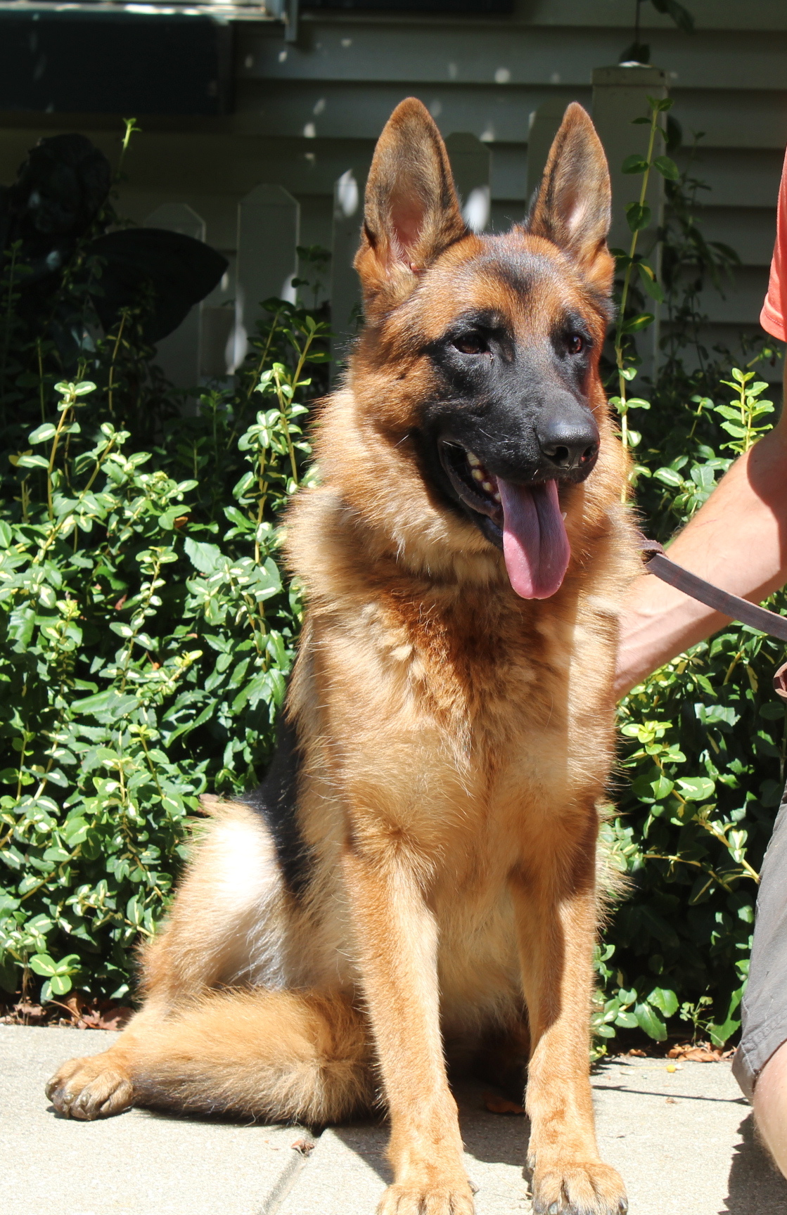 Adult German Shepherd for Sale , Michigan German Shepherds