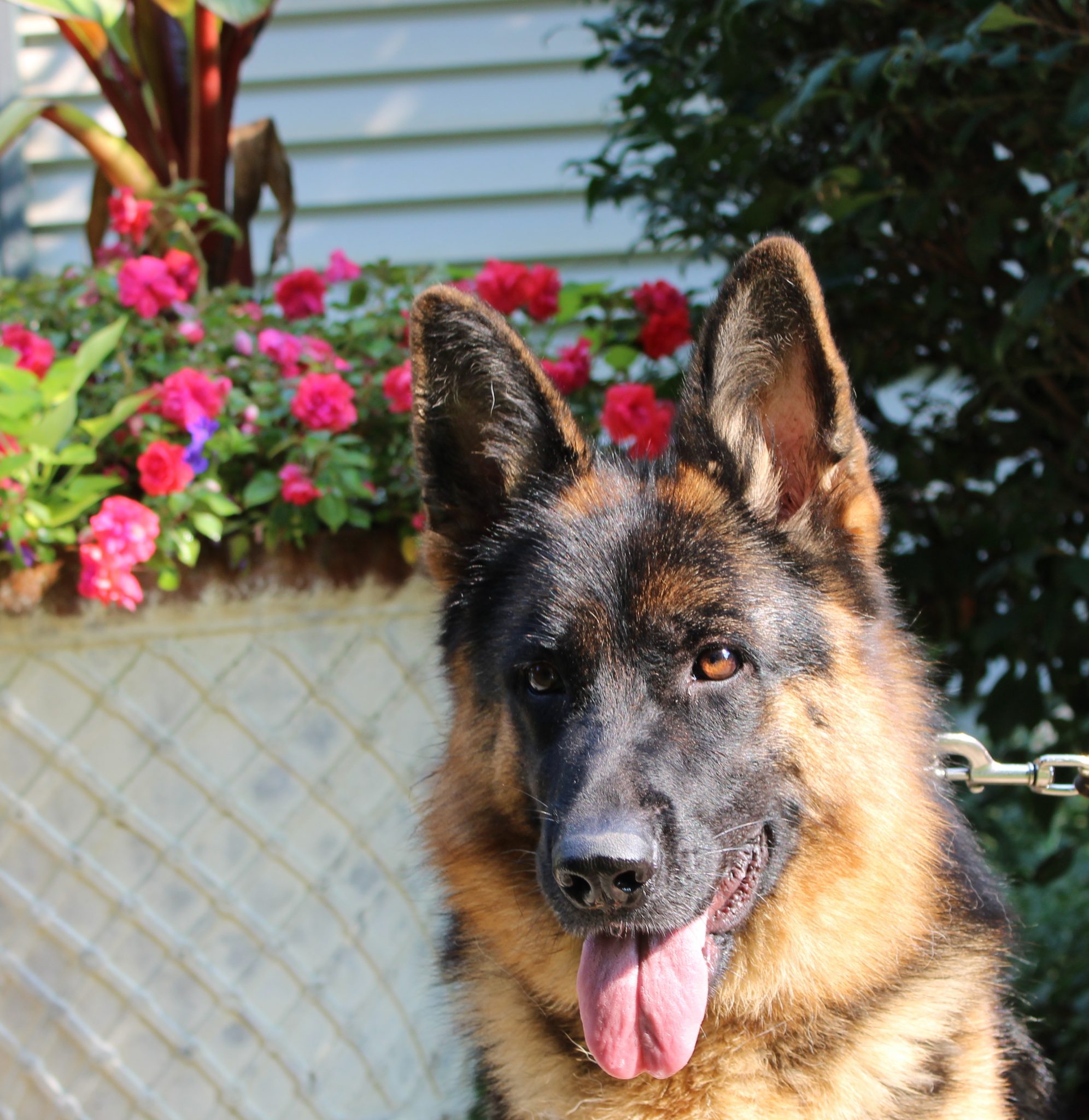 Kana Brabus IPG1 - 1a Hips & Elbows, DM Free | Kolenda Kennels