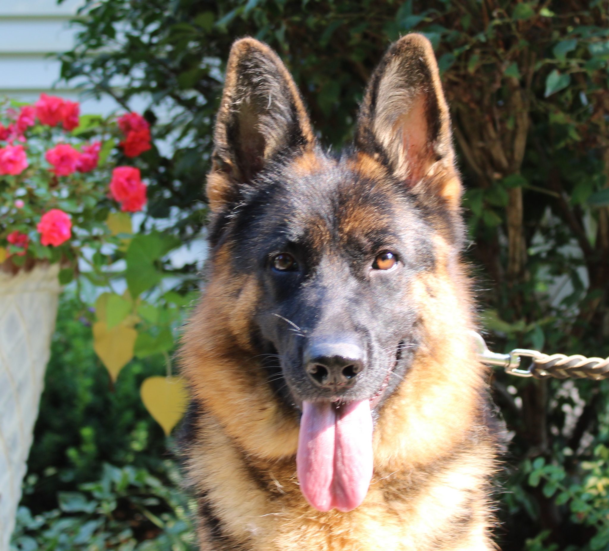 Kana Brabus IPG1 - 1a Hips & Elbows, DM Free | Kolenda Kennels