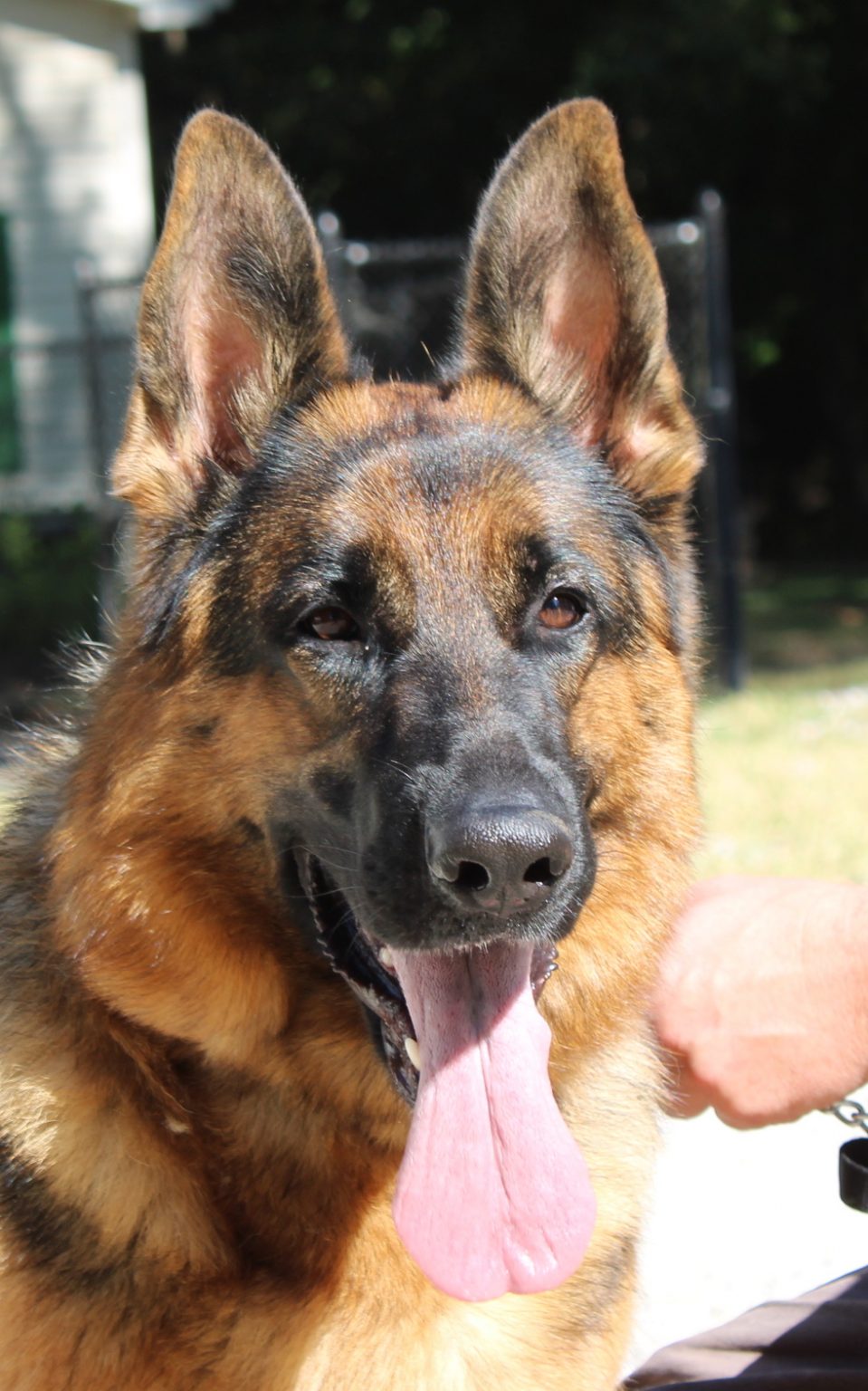 Heidi vom Kolenda, 'A' Hips & Elbows, DM Free | Kolenda Kennels